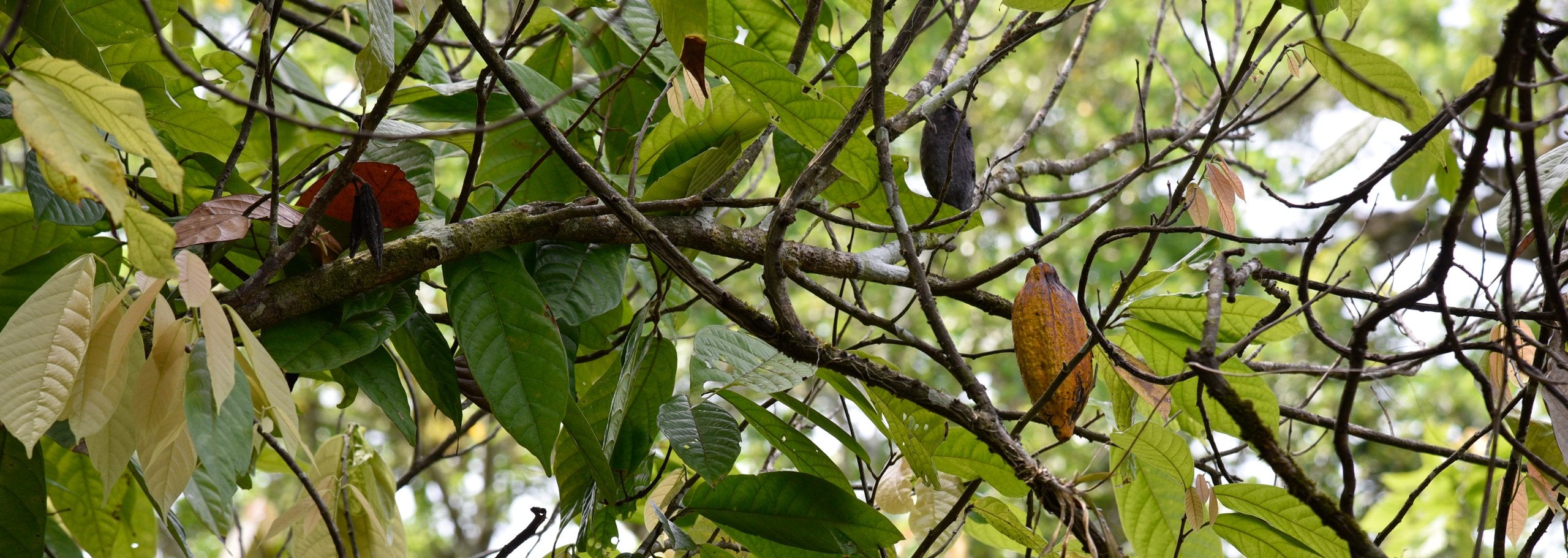 Highlights From Dominican Republic – Moka Origins